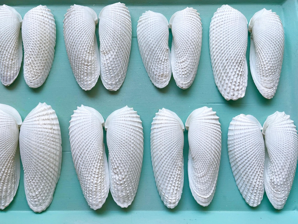 ANGEL WING SHELLS - Choose a Pair or Single Piece 3"-4" Real Shells ...