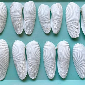 ANGEL WING SHELLS - Choose a Pair or Single Piece 3"-4" Real Shells ...