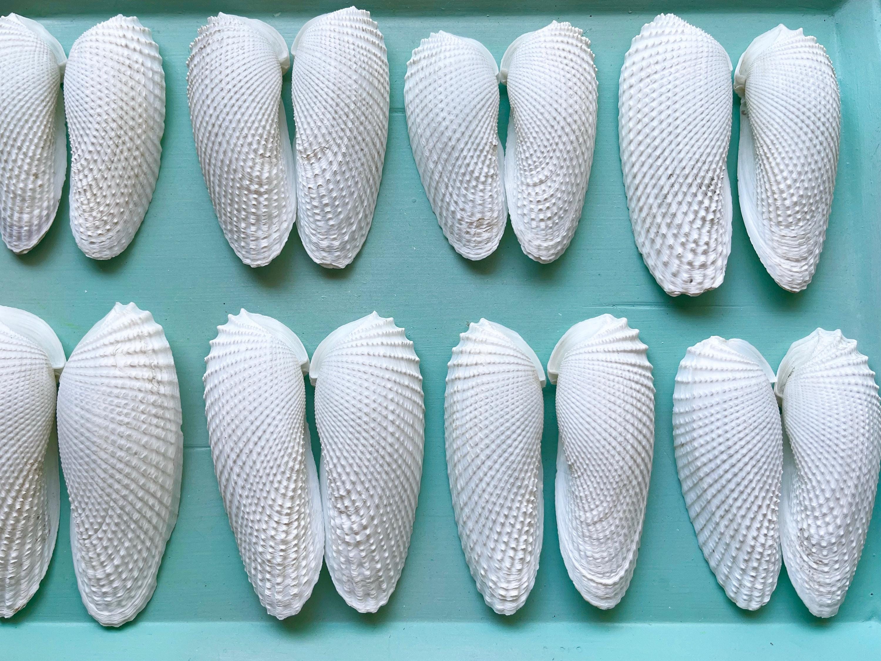 ANGEL WING SHELLS - Choose a Pair or Single Piece 3"-4" Real Shells ...