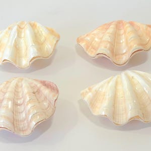 Seashell - Double Ruffled Polished Squamosa Shell - 3"+ Sold ...