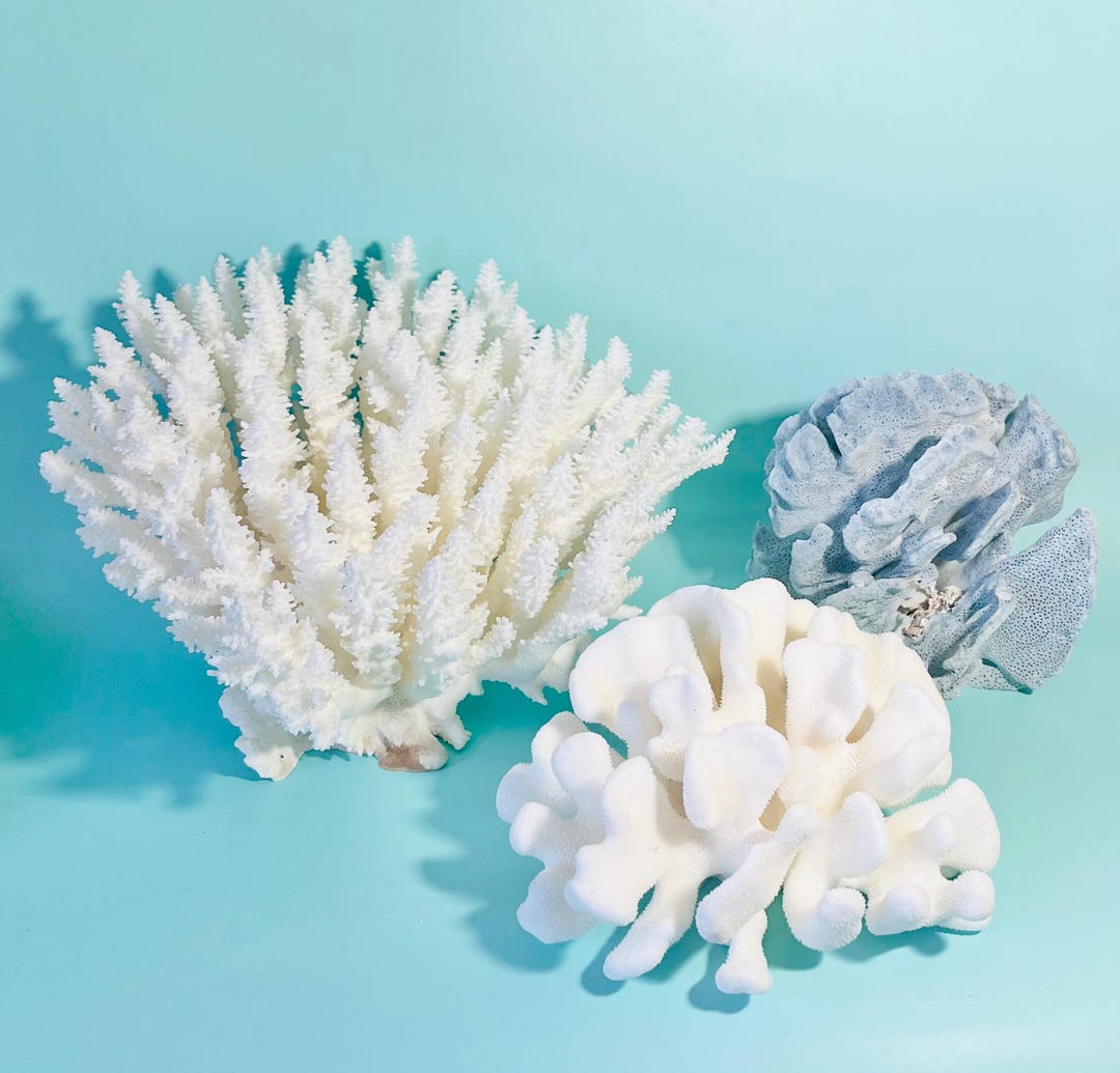 Beach Decor Large Natural Real Corals Sold Individually Coastal Decor ...
