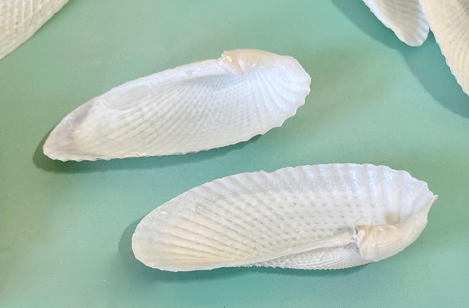 ANGEL WING SHELLS - Choose a Pair or Single Piece 3"-4" Real Shells ...
