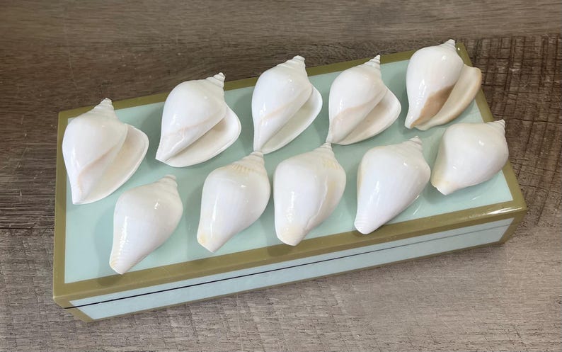 Shells - 10 Real White Shells - 2"-2.5" Strombus Canarius - Beach ...