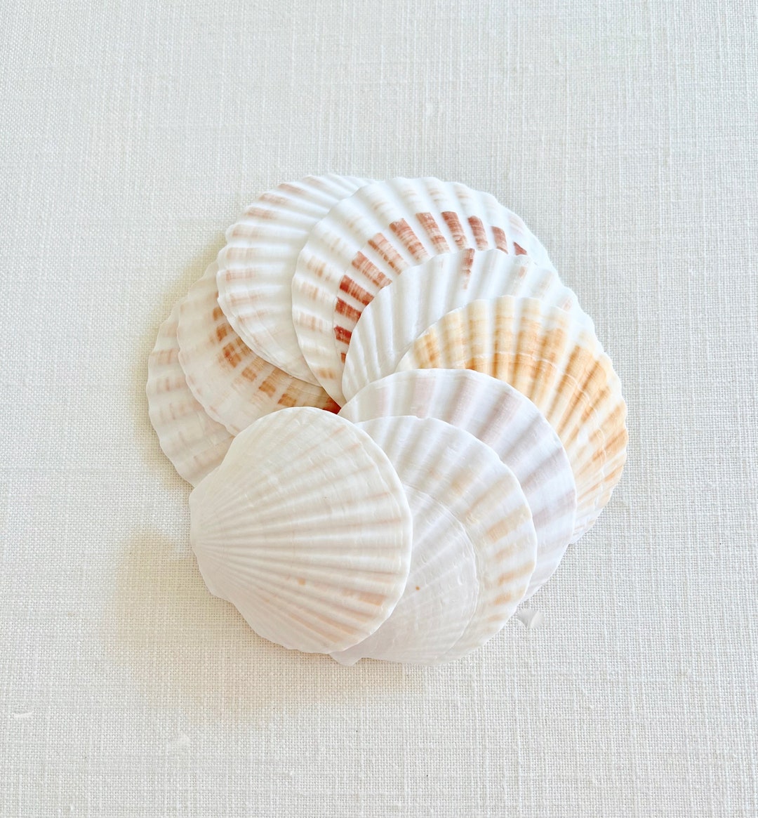 Pecten Seashells (set of 10) – 2.5"-3" White Craft Shells - Etsy