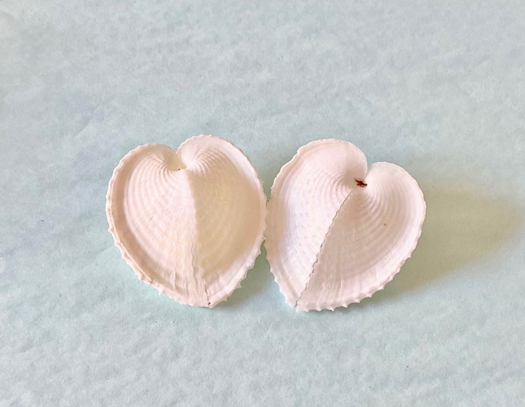 Seashells Real Heart Shaped Shells 2 Set Of 2 Sea Shellswedding Shellsbeachcoastalcrafting