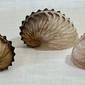 Real Paper Nautilus Shells - Sold Individually 3"+ Also Tiny Ones 1.5 ...