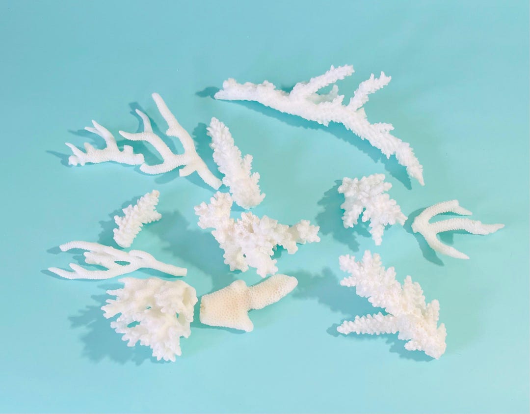 Coral Pieces 12 Assorted Real Corals 14 Natural/genuine Coastal Beach ...