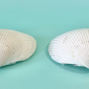 Seashell - Large White Cardium Pseudolima Shell Pair - 3.75" Beach ...