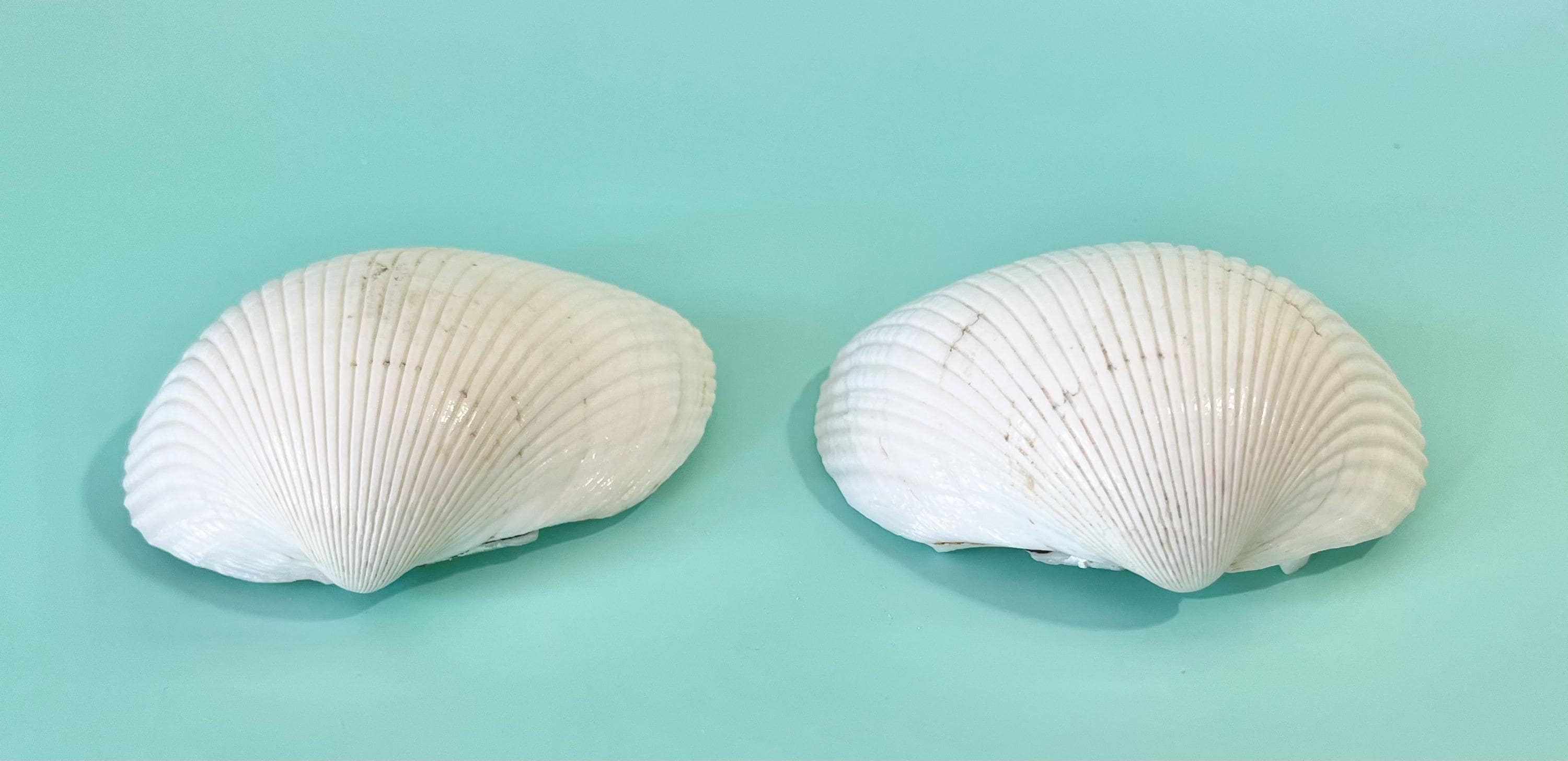 Seashell - Large White Cardium Pseudolima Shell Pair - 3.75" Beach ...