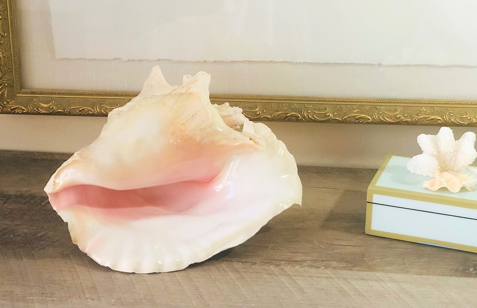 Beach Decor Giant Pink Conch Shell 9.5 | Etsy