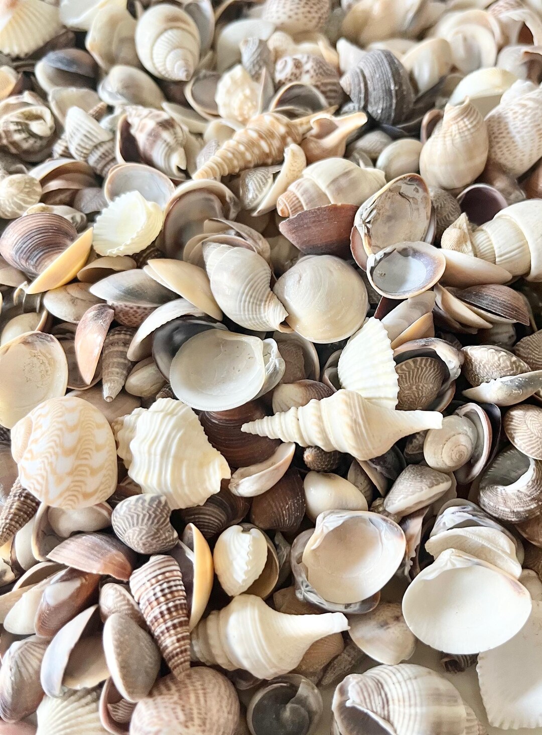 Mixed Seashells – Bulk Small Shells, Beach Home Decor (5 Oz/approx. 180 ...