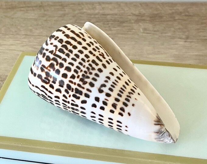 Seashells Large Cone Shell Sold Individually - Etsy