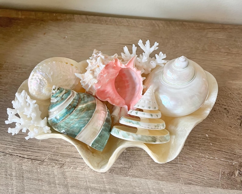 Capiz Shell Bowl With Sea Life - Seashells-beach Decor-sea Shell Decor ...