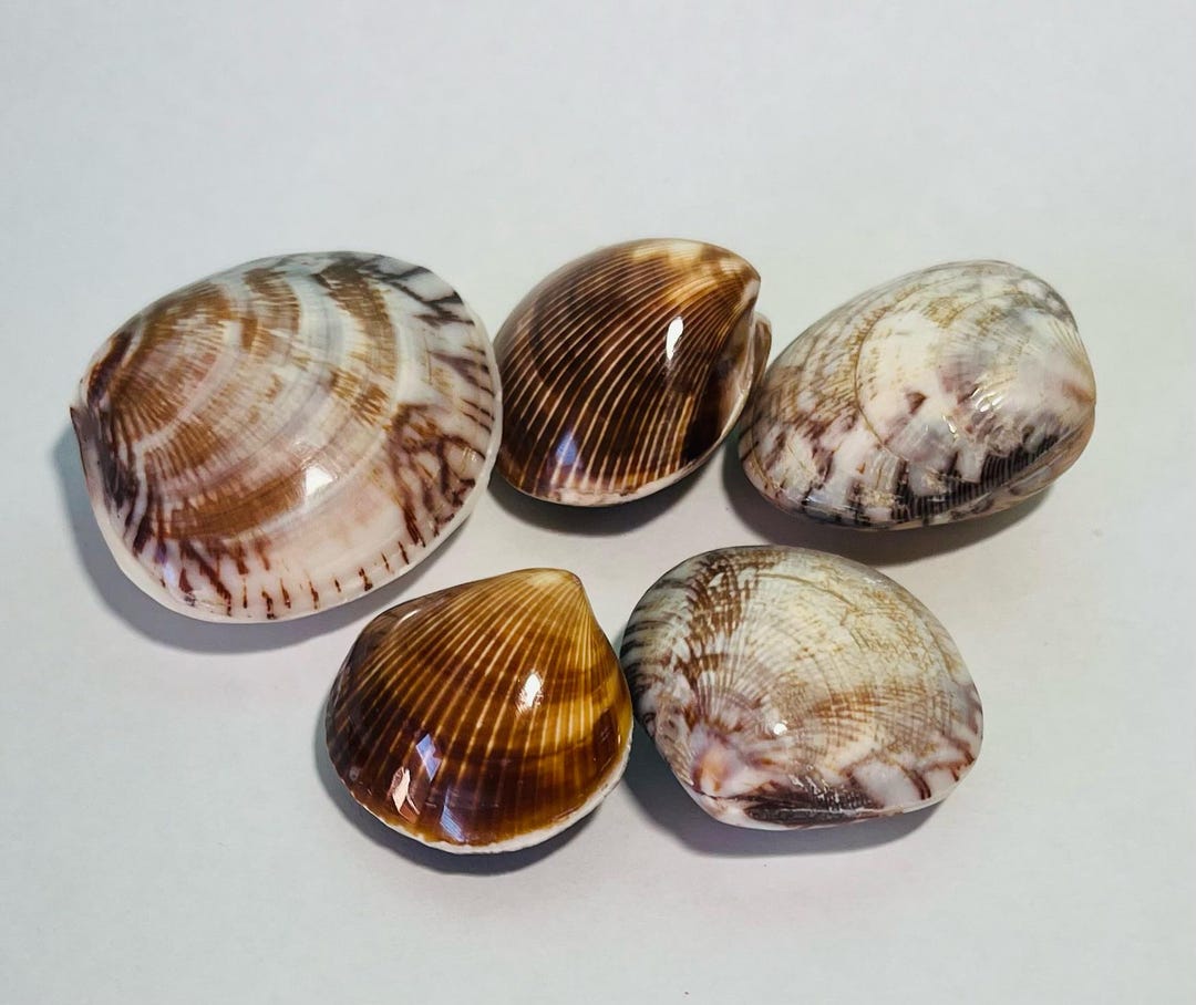 Baby Quahog Clam Shells- Set of 5 - Brown Beige Small Shells Real ...