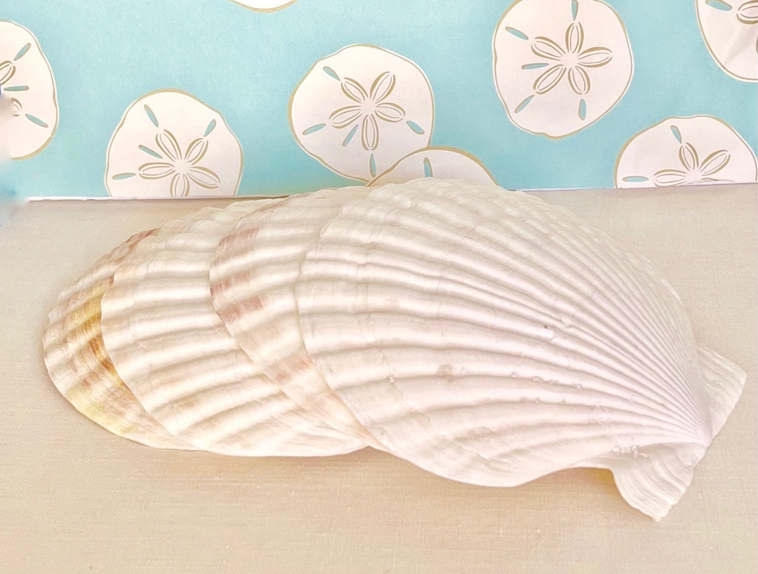 Seashells Large Irish Scallop Shells 3.54 Set of 4 Brown and White ...