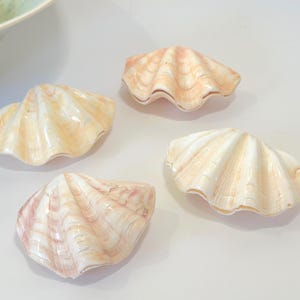 Seashell - Double Ruffled Polished Squamosa Shell - 3"+ Sold ...