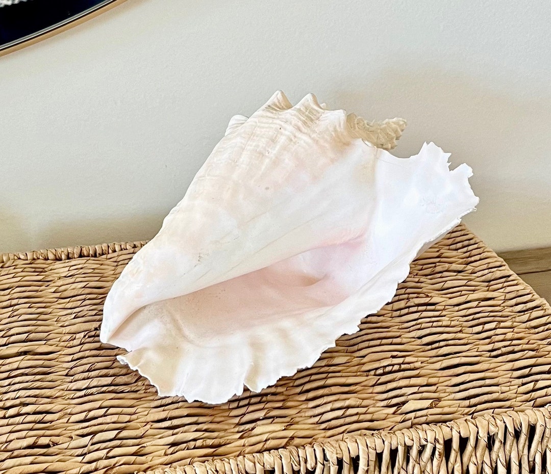 Bahama Pink Conch Seashell 10 Free Shipping Beach Decor Coastal Table ...