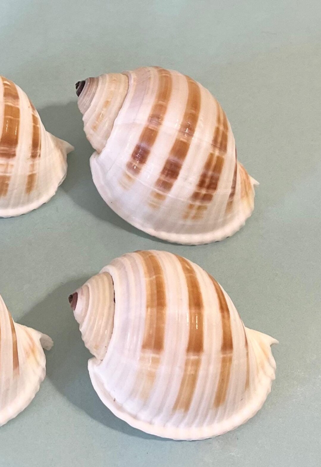 2 Natural Tonna Sulcosa Shells - Choose 2"-3" or 3"-4" - Sea Shell Sea ...