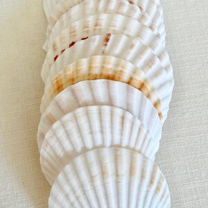 Seashells - 10 Pecten Shells - 2"- 3" - Craft Shells White Shells Beach ...