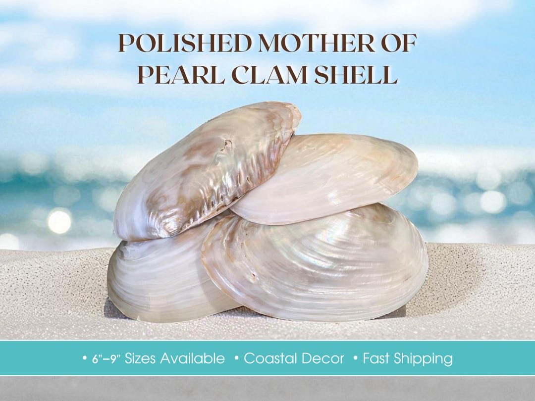Polished Mother of Pearl Shell – CHOOSE YOUR SIZE, Real Clam Shell for ...