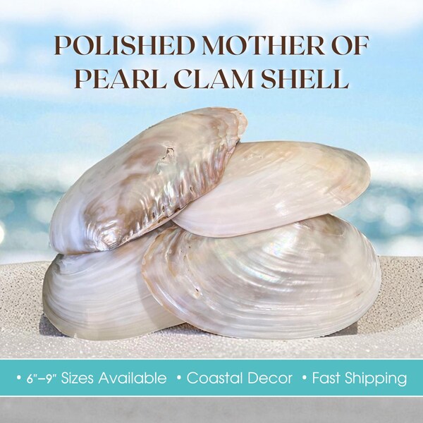 Mother of Clam Shell - Etsy