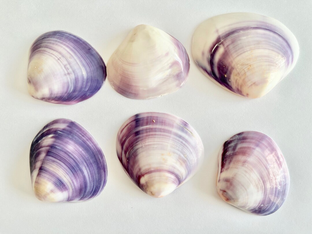 Seashells 2 Polished Purple Clam Shell Halves 2.53.5 Craft Shells ...