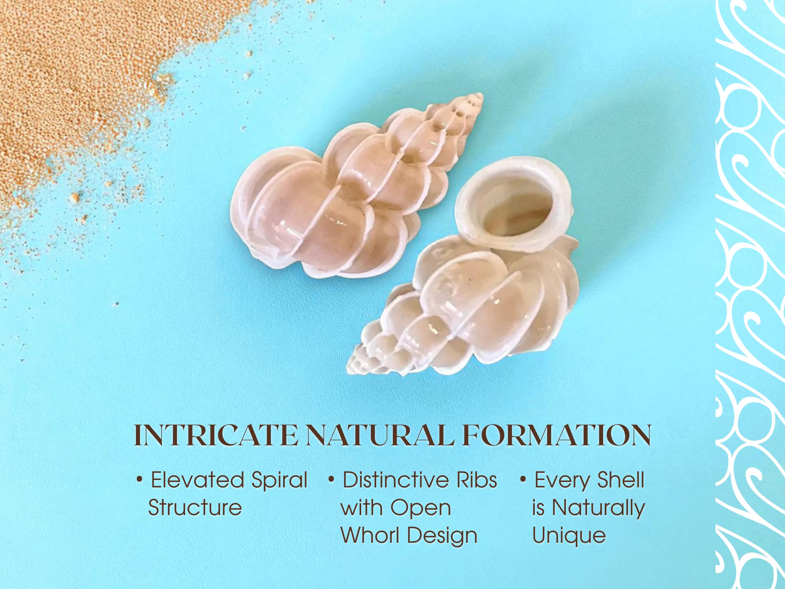 Rare Precious Wentletrap Shell – Real Epitonium Scalare for Coastal ...