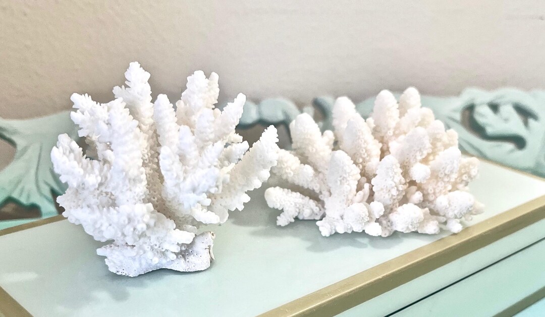 Real Corals - 3"-3.5" One per Order Genuine Coastal Beach Decor ...