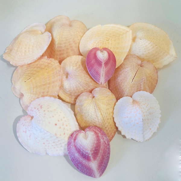 Heart Shaped Shell - Etsy