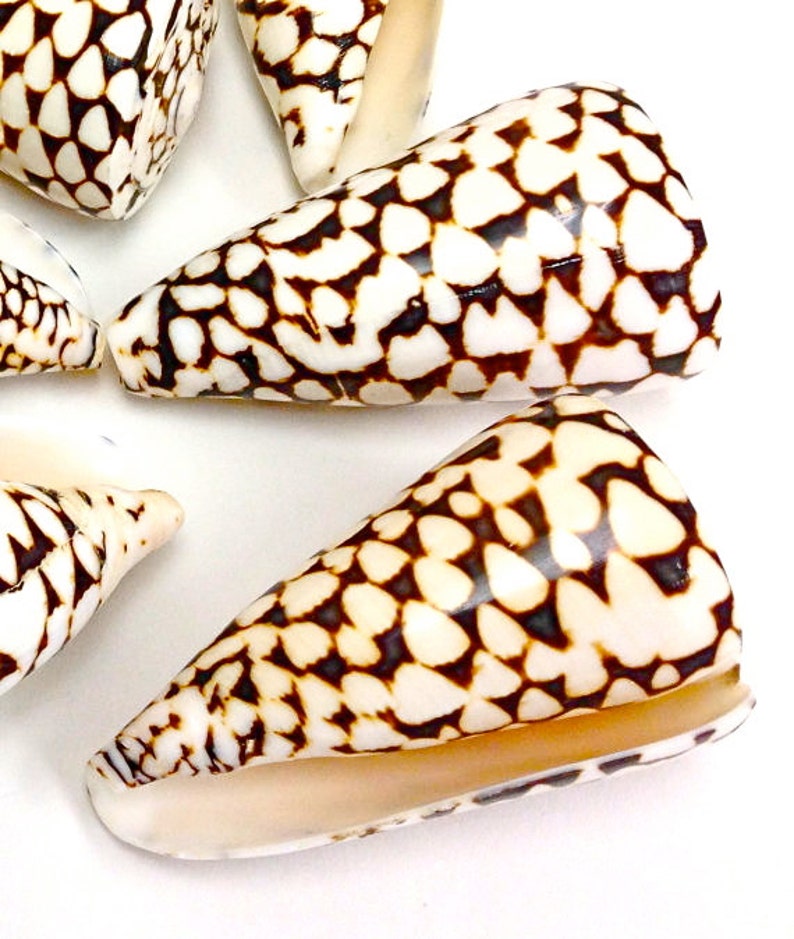 Seashells Large Cone Shell Sold Individually | Etsy