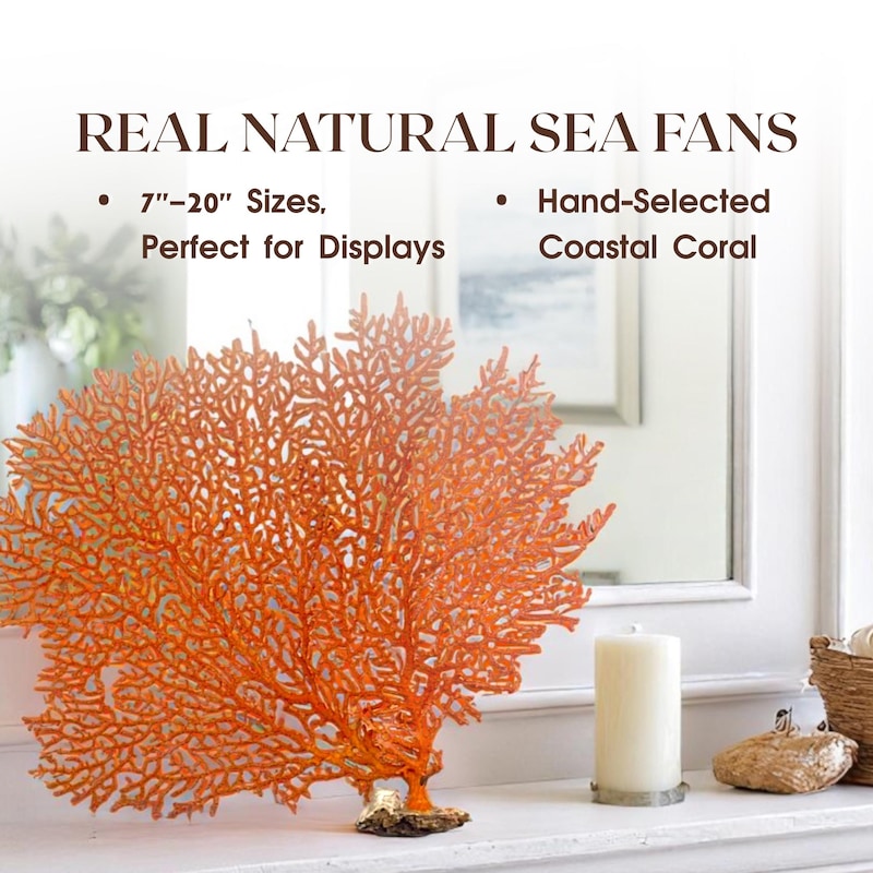 Sea Fan Coral - Etsy