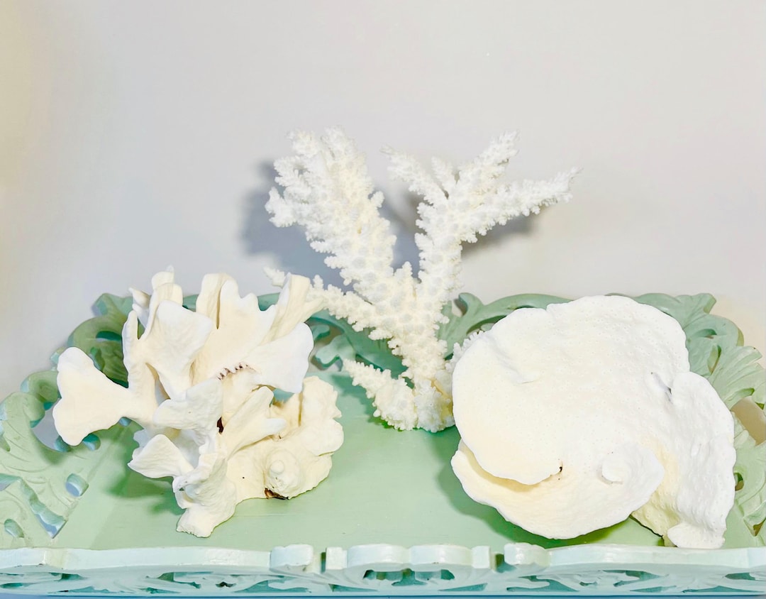 Natural Real Coral Decor Coastal Beach Home Accent Authentic Sea Coral ...