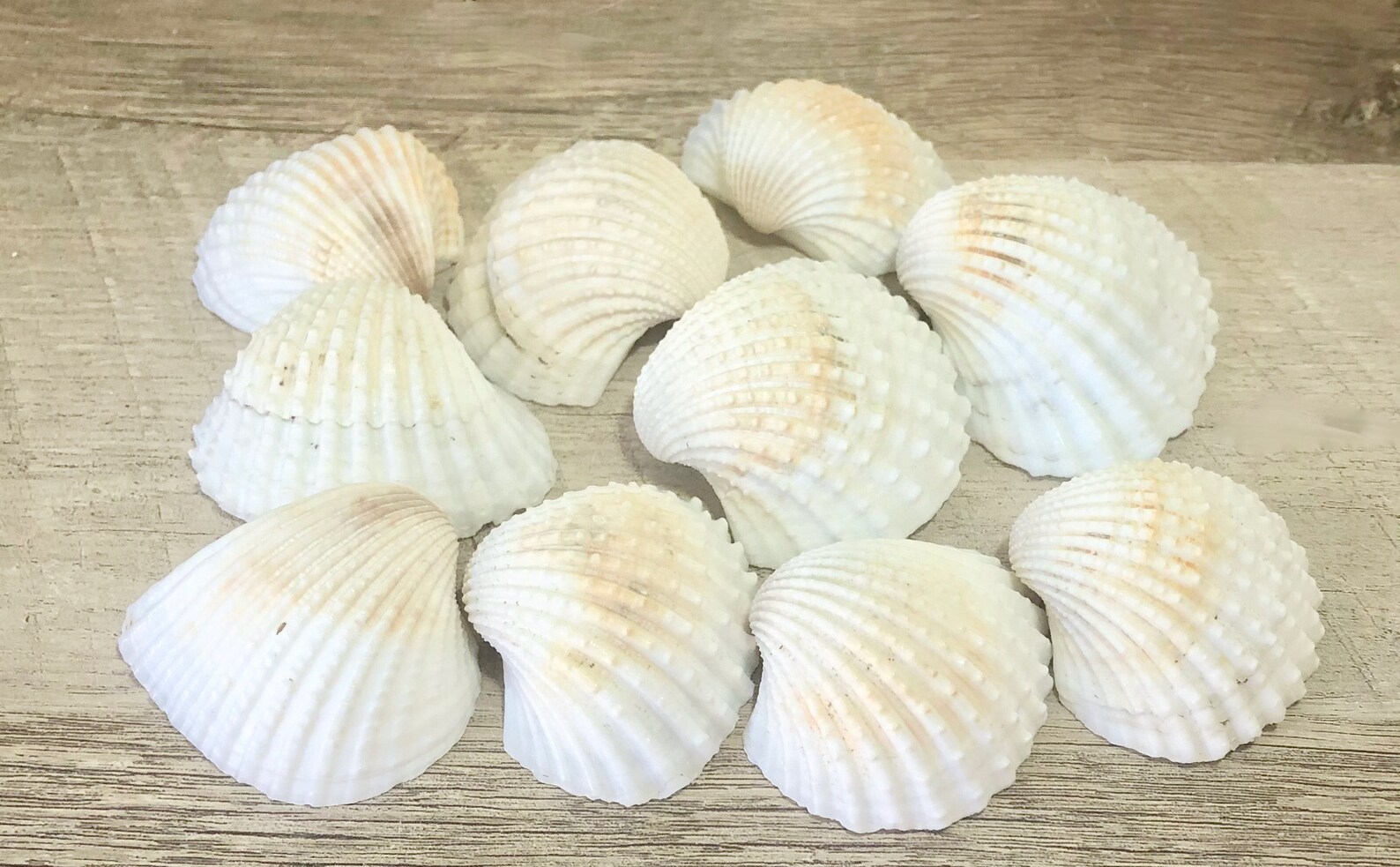 Seashells Natural Ark Shells 22.5 Set of 10 - Etsy