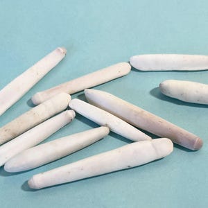 Shells White Urchin Spine Shells Set of 10 23 Beach Home Decor-sea ...