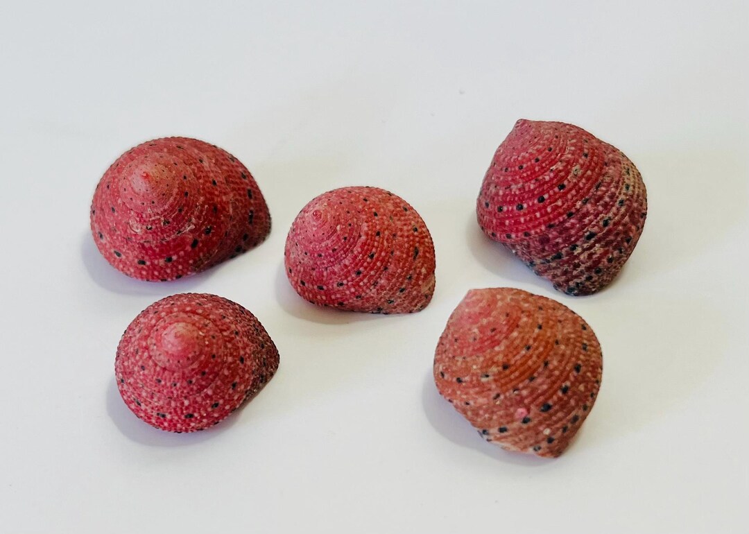 Shells - 5 Strawberry Top Seashells - .75" - 1" Beach Home Coastal ...