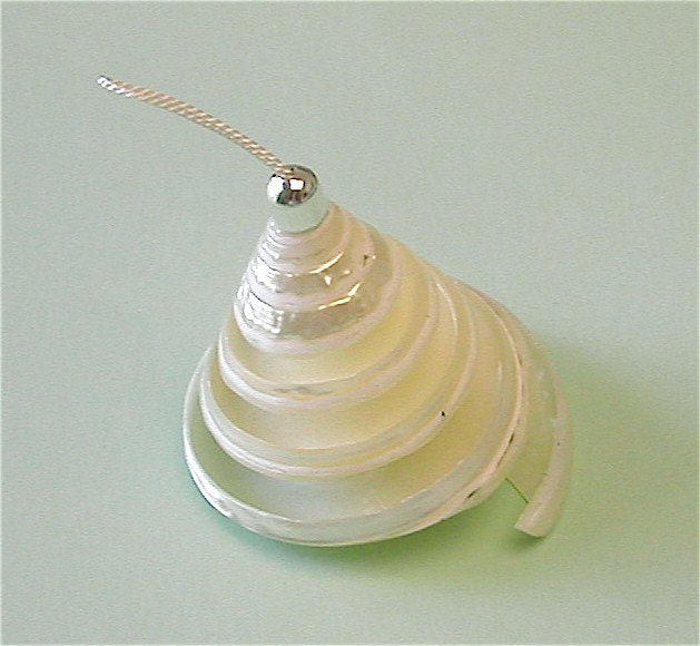 Beach Christmas Shell Ornament Spiral Cut Troca Shell - Etsy