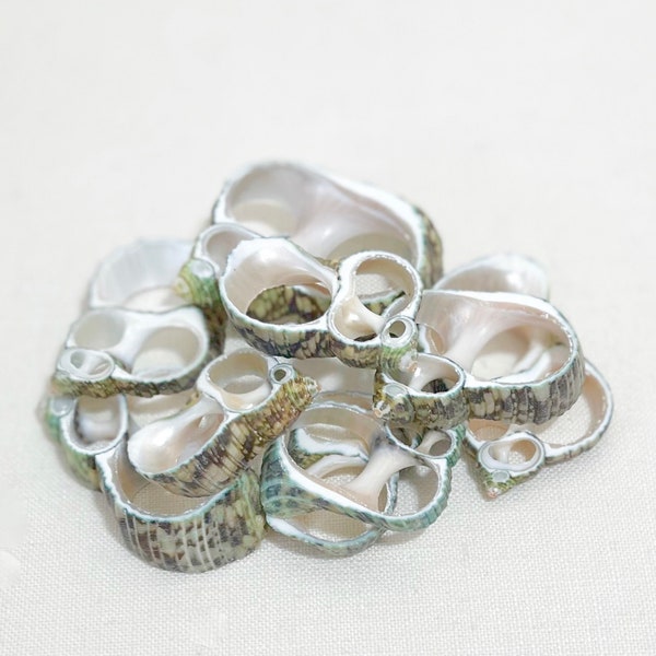 Sliced Seashells - Etsy