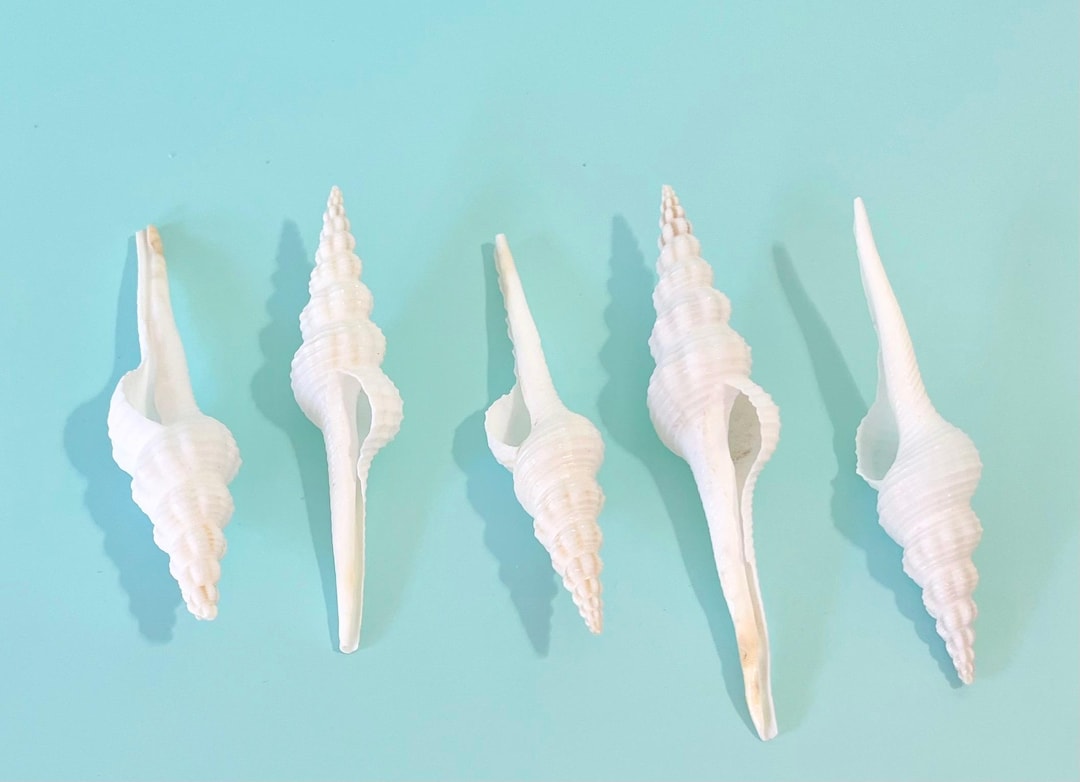 Spindle Shells - Set of 5 - 3"-3.5" Shell Supply Beach Wedding Decor ...