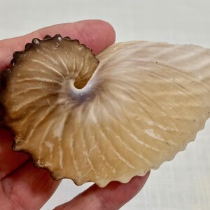 Real Paper Nautilus Shells - Sold Individually 3"+ Also Tiny Ones 1.5 ...