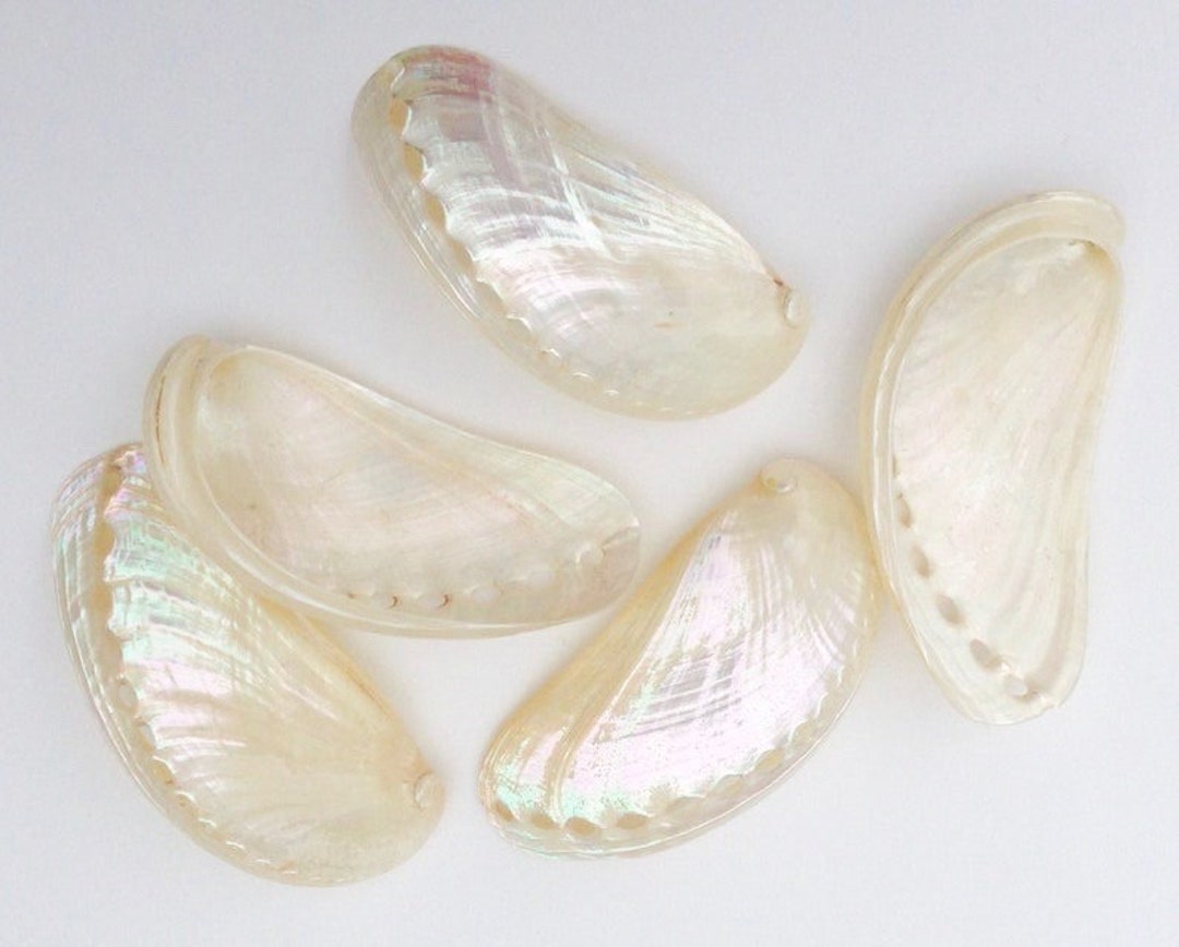 Pearl Abalone Donkey Ear Shells - 1.5"-2" - Set of 30 - Beach Decor ...