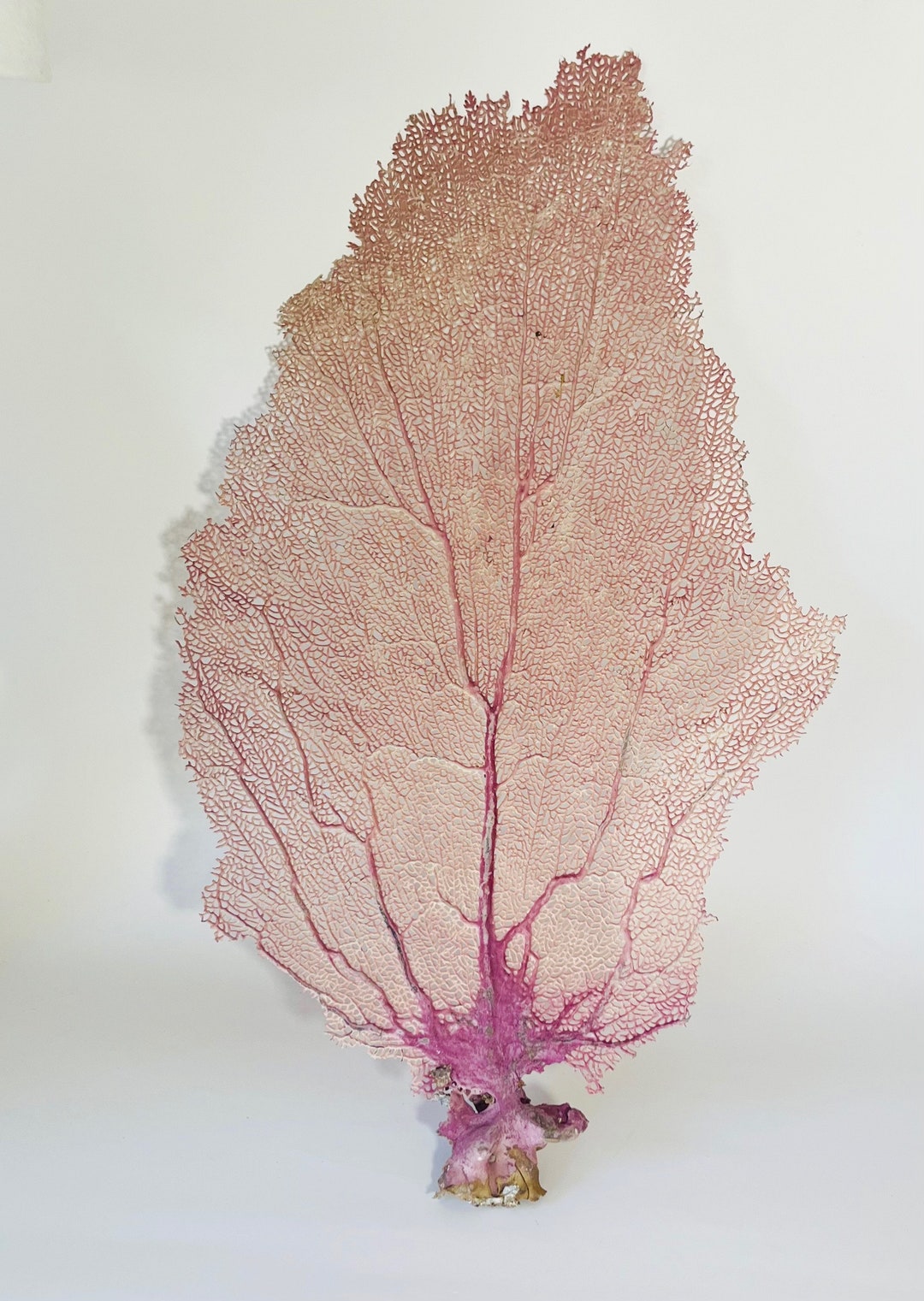 Sea Fan - Large Natural Purple Bahama Sea Fan - 12" X 19.5" - You WILL ...
