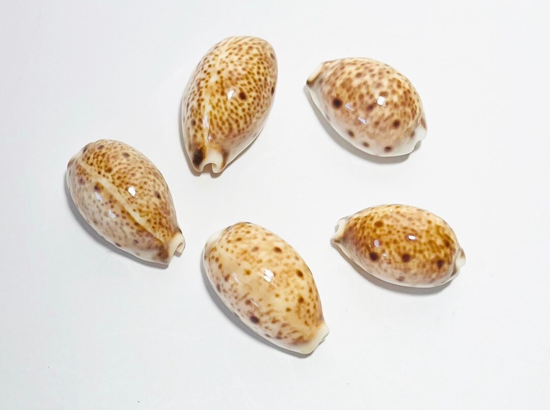 Shells - 5 Cyprea Onyx Shells - 1"+ Beach Home Coastal Decor Sea Shells ...