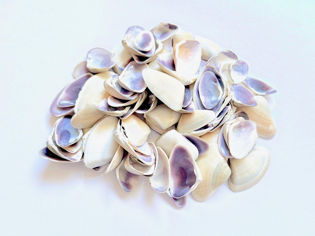 Seashells Purple and Tan Coquina Shells 11.5 1/2 Cup Shells Seashell ...
