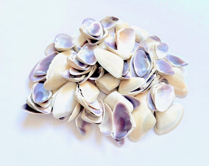 Seashells - Purple and Tan Coquina Shells - 1"-1.5"- 1/2 Cup - Shells ...