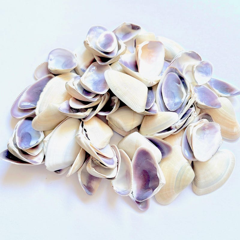 Bulk Seashells - Etsy