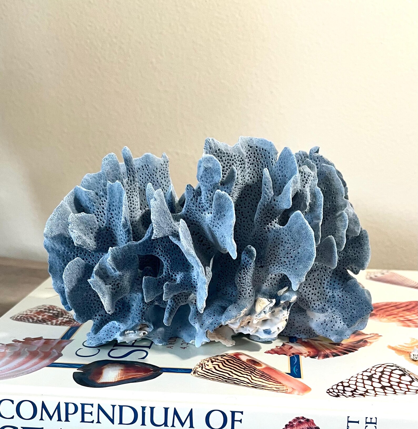 Natural Blue Coral - 6.5"w X 5.5"d X 4"h Real Genuine Coral Coastal ...