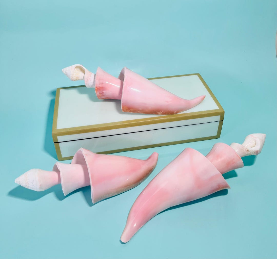 Real Pink Conch Spiral Shell Centers - 7"-8"- Sold Individually - Beach ...