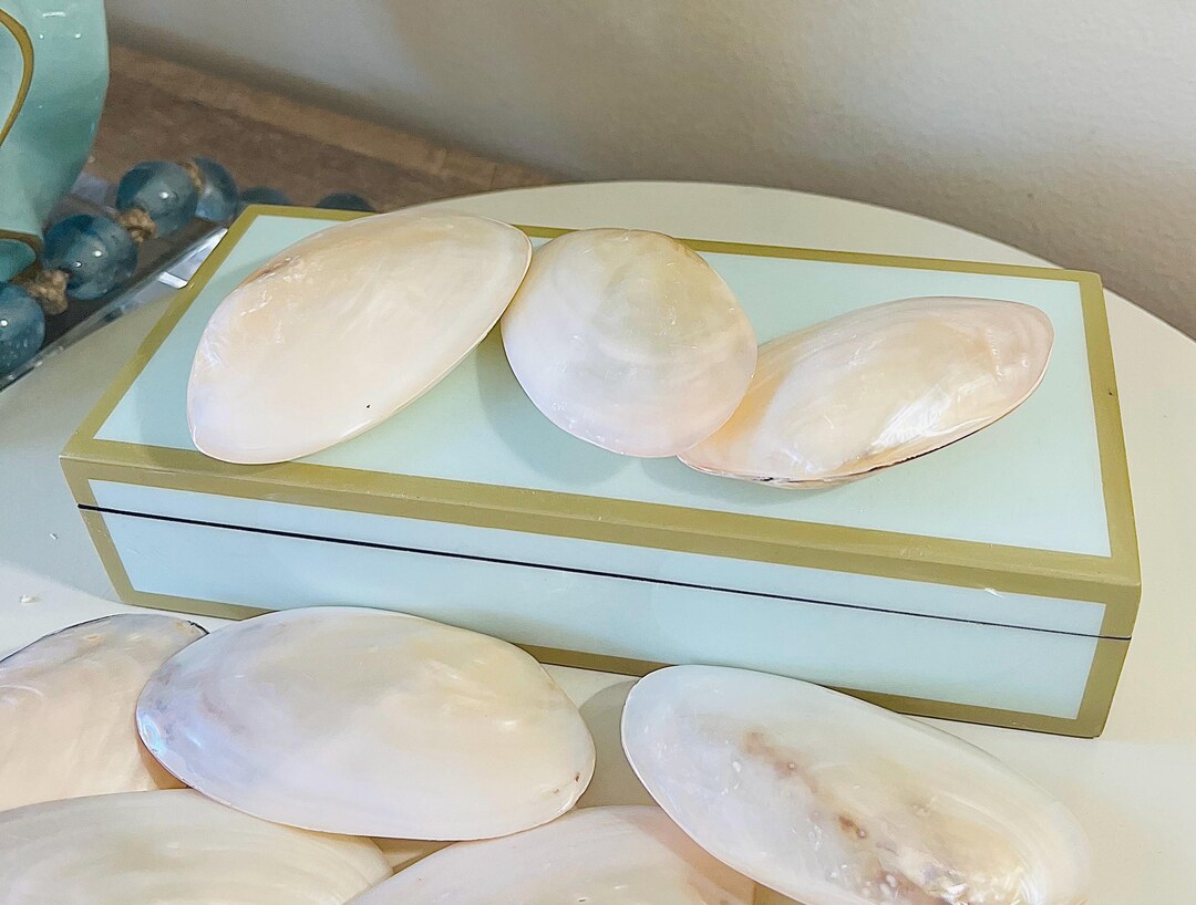 2 DOUBLE PEARL CLAM Shells - 3.5"-4" - Beach Decor/coastal/seashell/sea ...