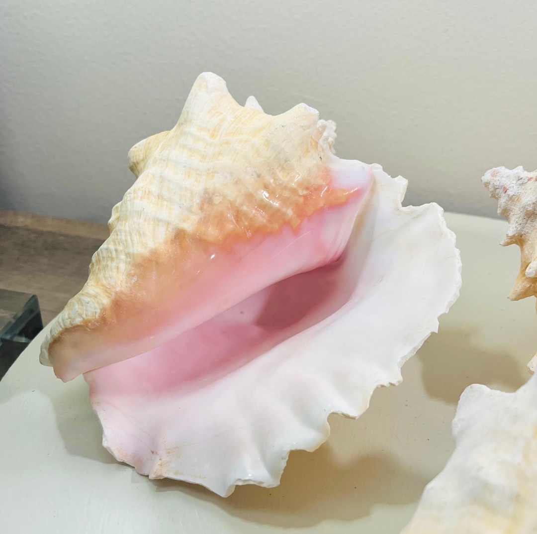 Bahama Pink Conch Shells 6"-9" Sold Individually - Beach Decor Coastal ...