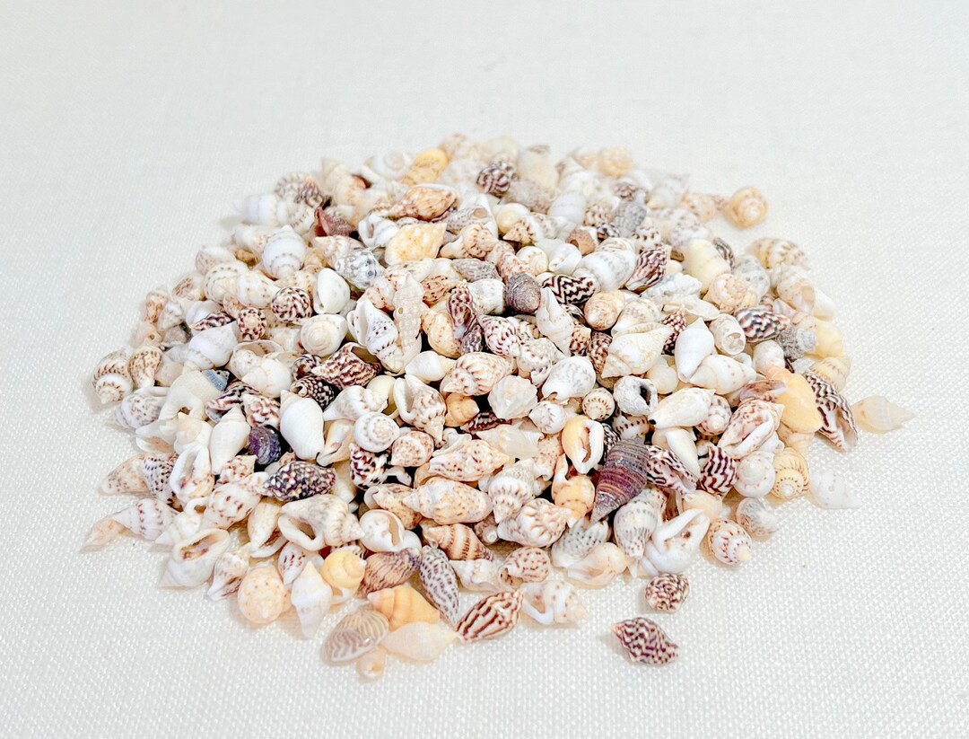 Dove Seashells - 1/2 Cup Bulk Shells - Beach Decor - Etsy